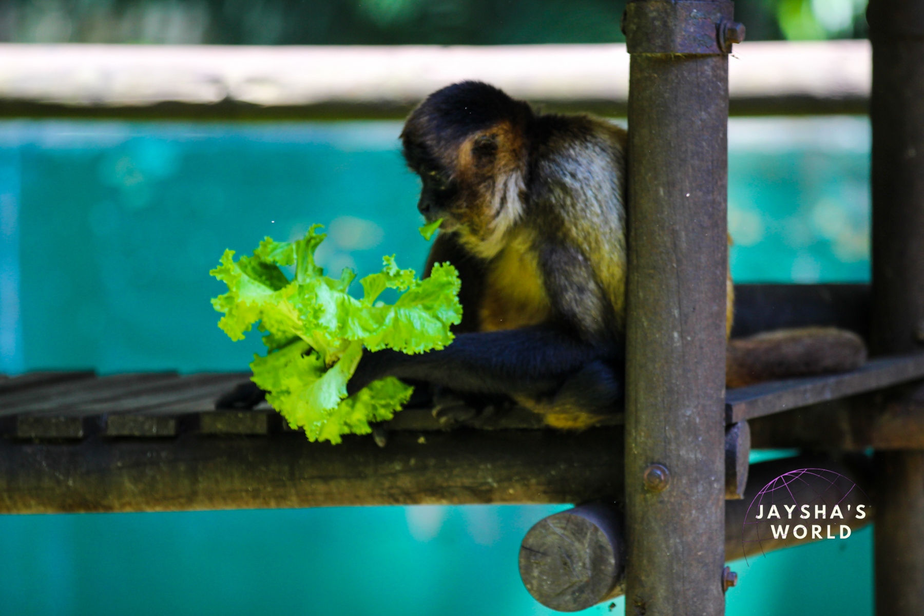 🇨🇷 Simón Bolívar Zoo and Botanical Garden - Costa Rica - Jaysha's World